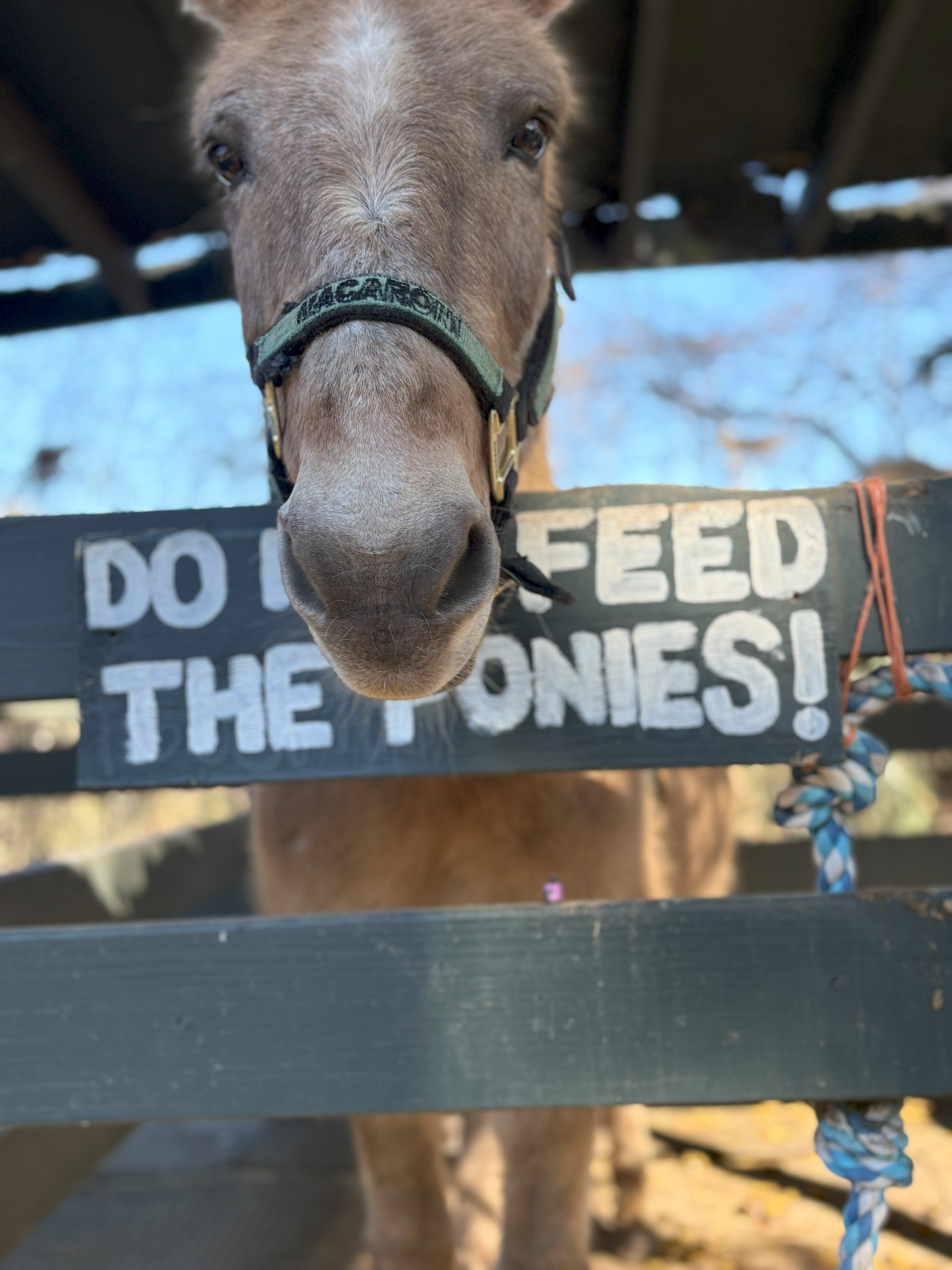 Lawton Stables in Sea Pines | Horseback Riding & Animal Farm